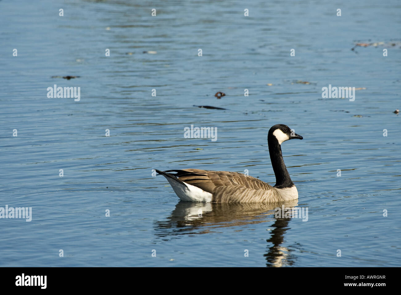 Canada Goose, Branta canadensis Stock Photo - Alamy