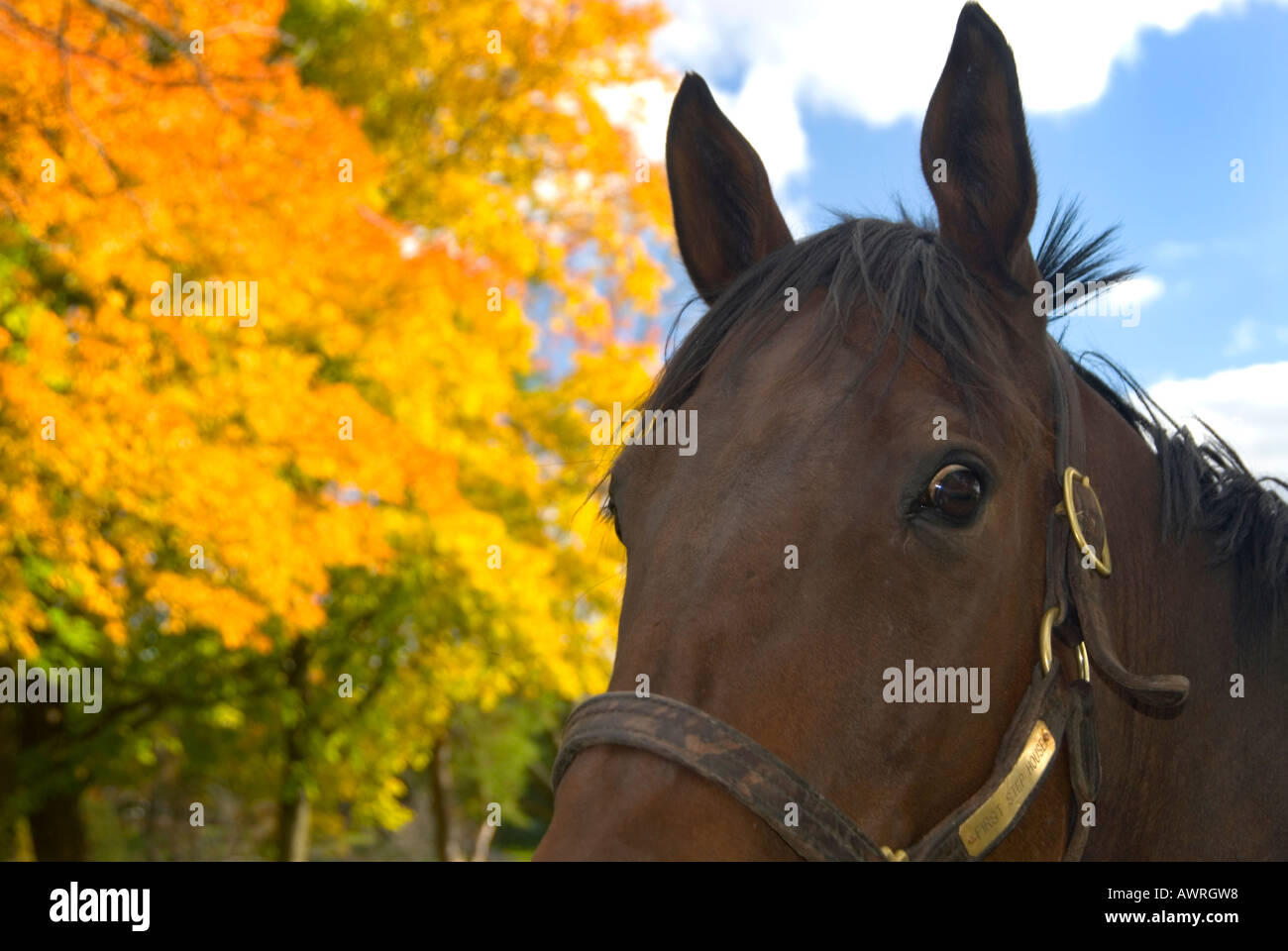 Fall Horses Head Stock Photo - Alamy