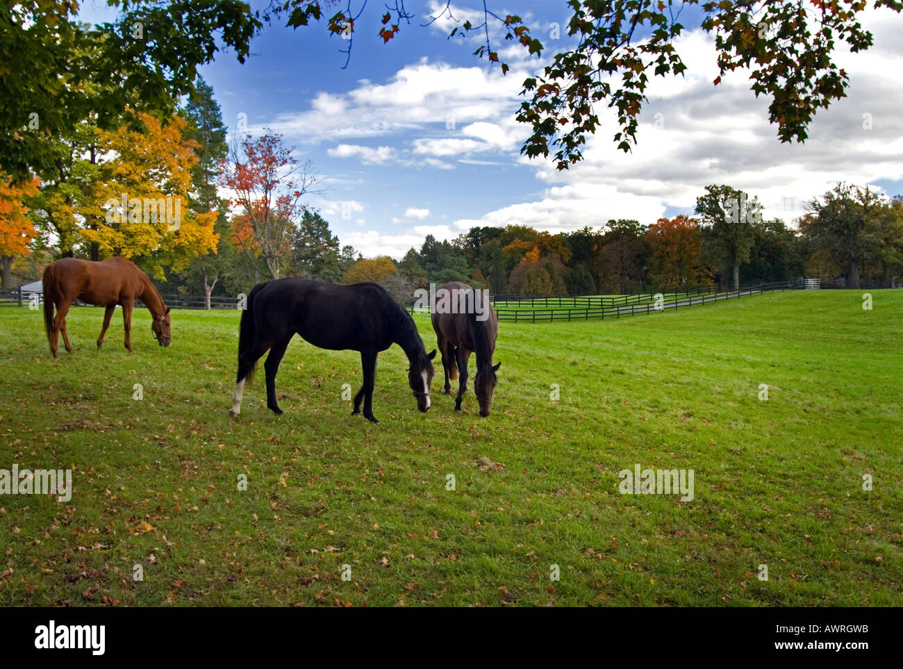 Fall Horse Farm Stock Photo - Alamy