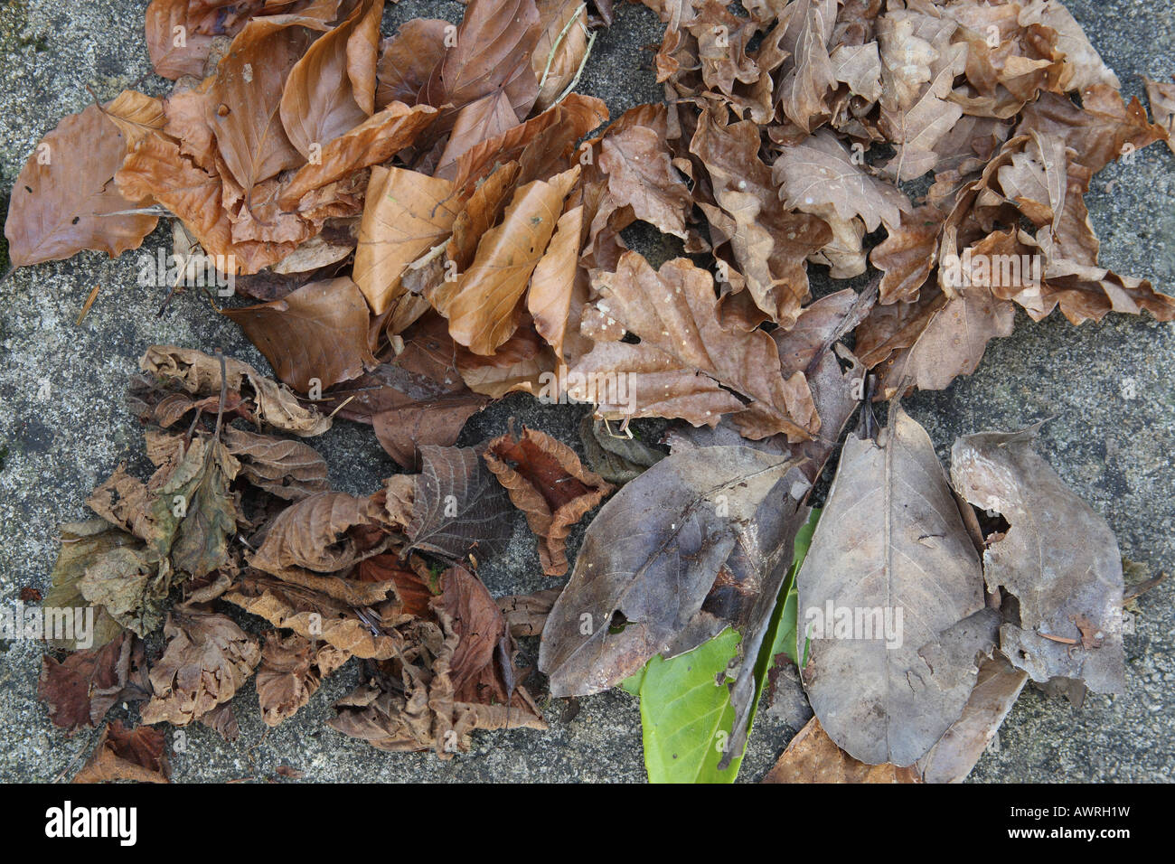 Leaf mold hi-res stock photography and images - Alamy