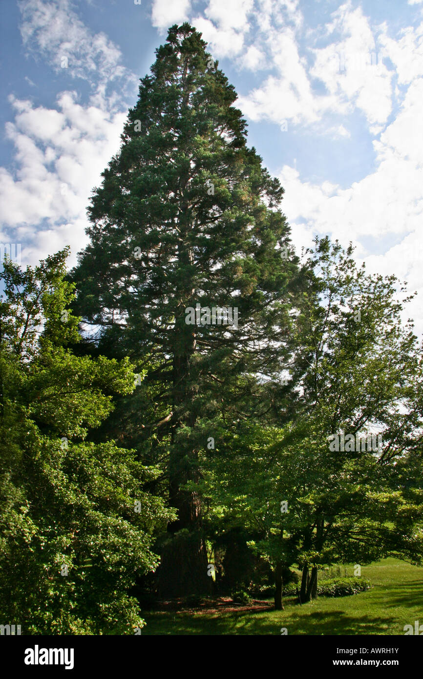 A Giant Sequoia tree in Michigan public public park low angle close up nobody vertical in USA US ...