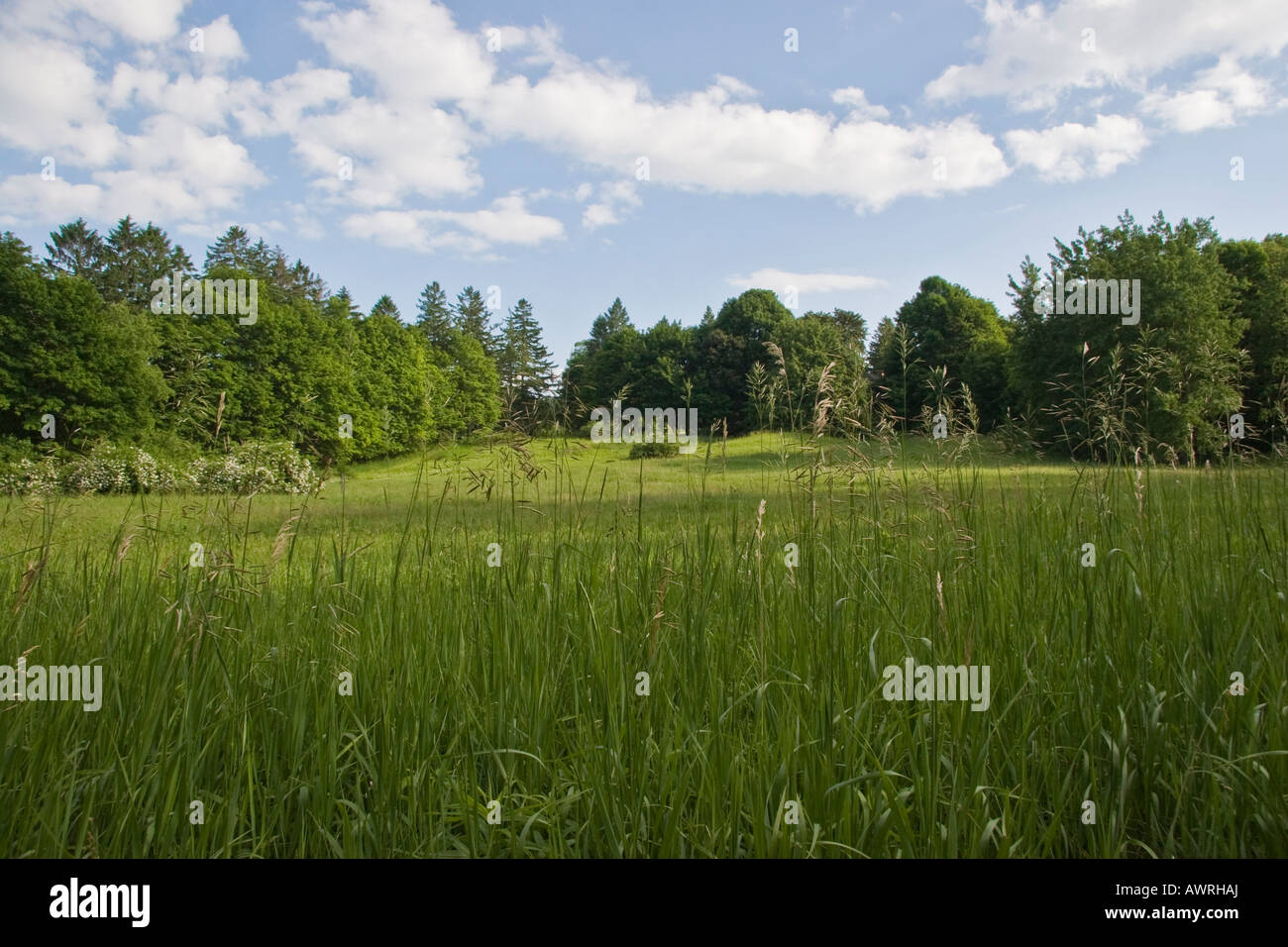 Empty field of grass in Michigan MI US horizon and blue sky cloudscape green foliage trees ...