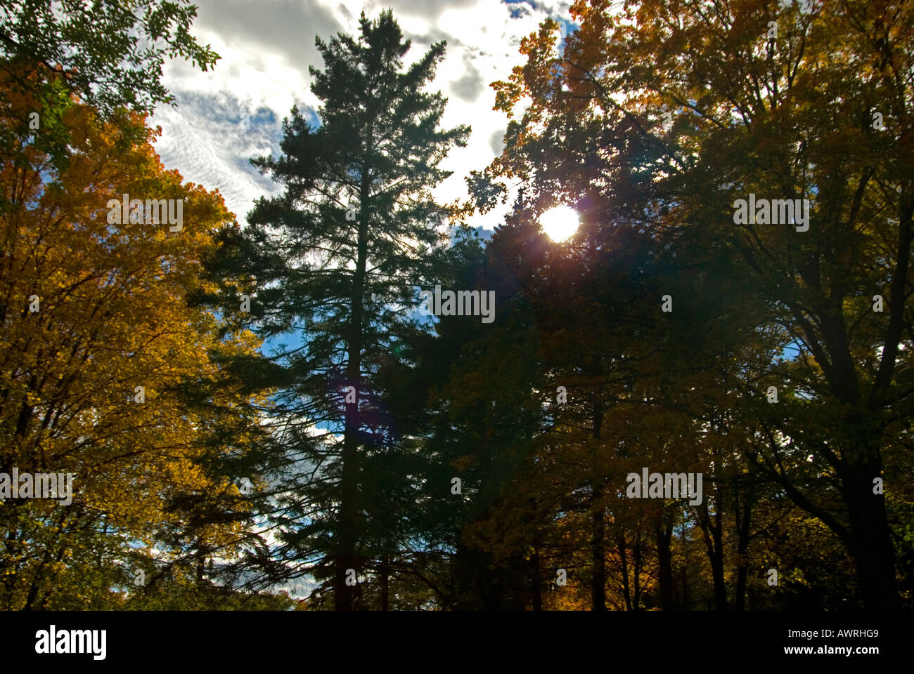 Fall Pine Tree Stock Photo - Alamy