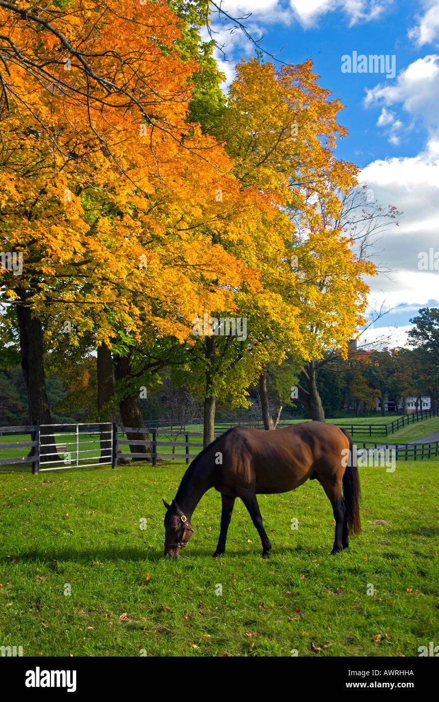 Horse & Autumn Pasture Stock Photo - Alamy