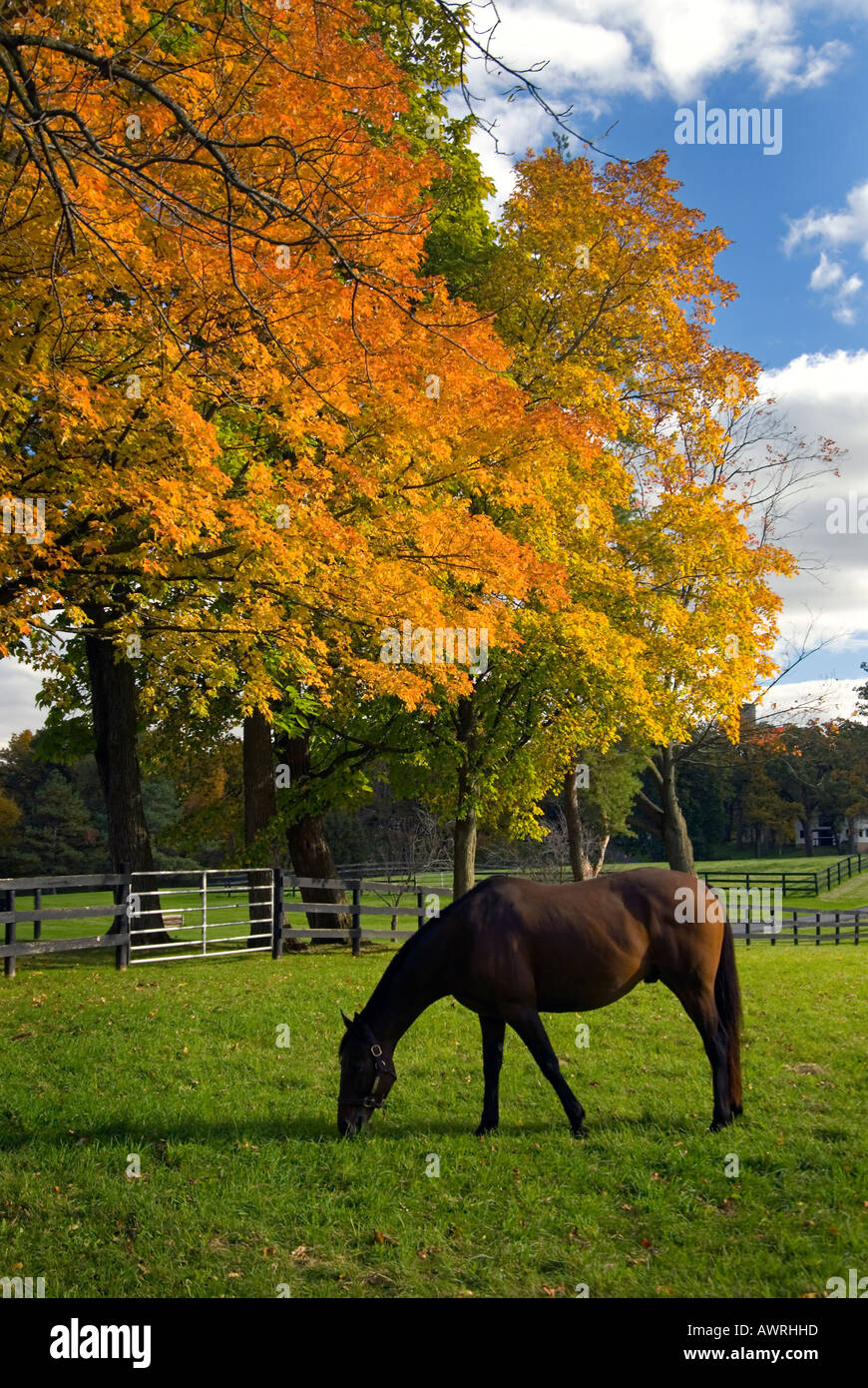 Autumn Horse Farm Scenic Stock Photo - Alamy