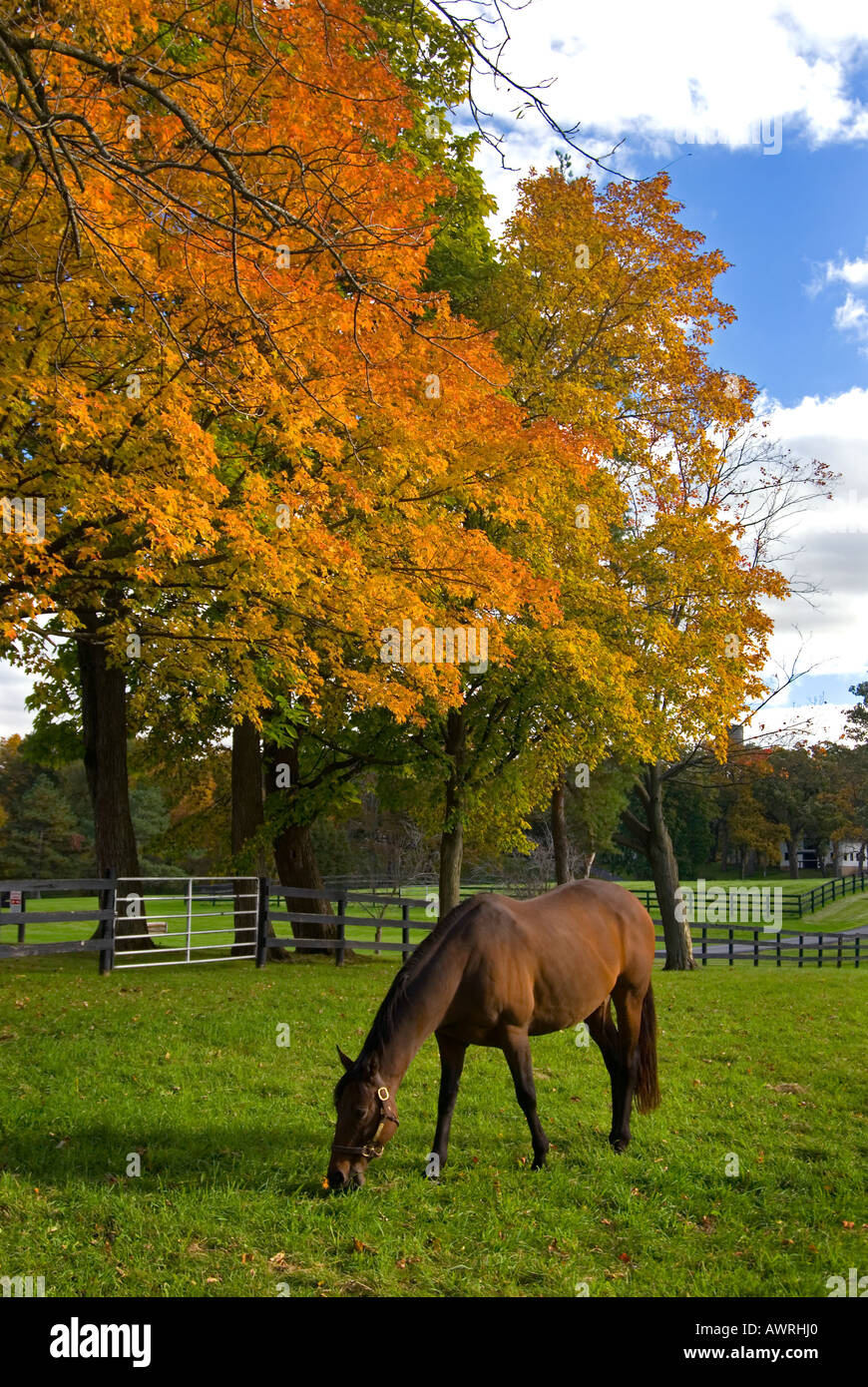 Autumn Horse Farm Scenic Stock Photo - Alamy