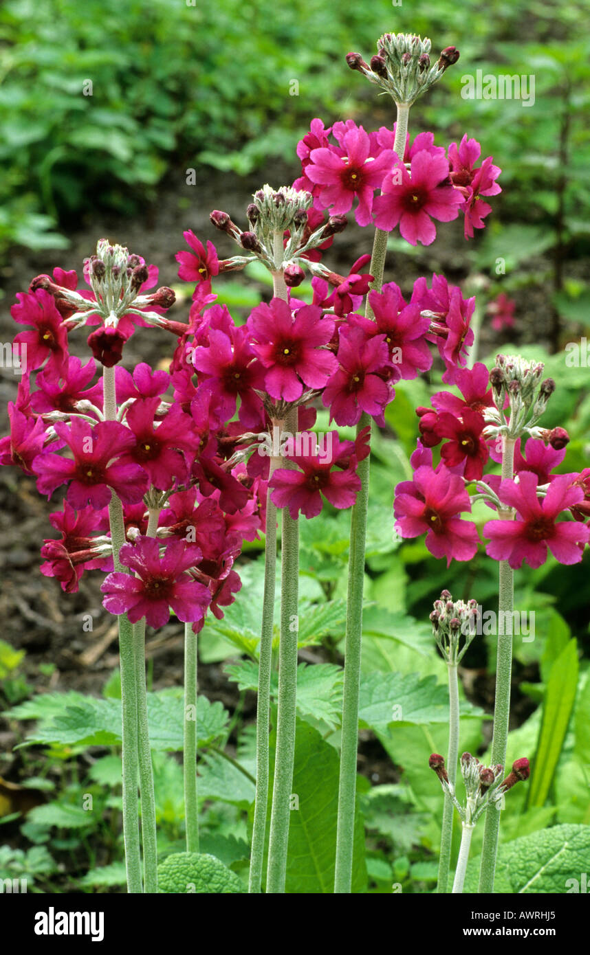 Candelabra primula water hi-res stock photography and images - Alamy