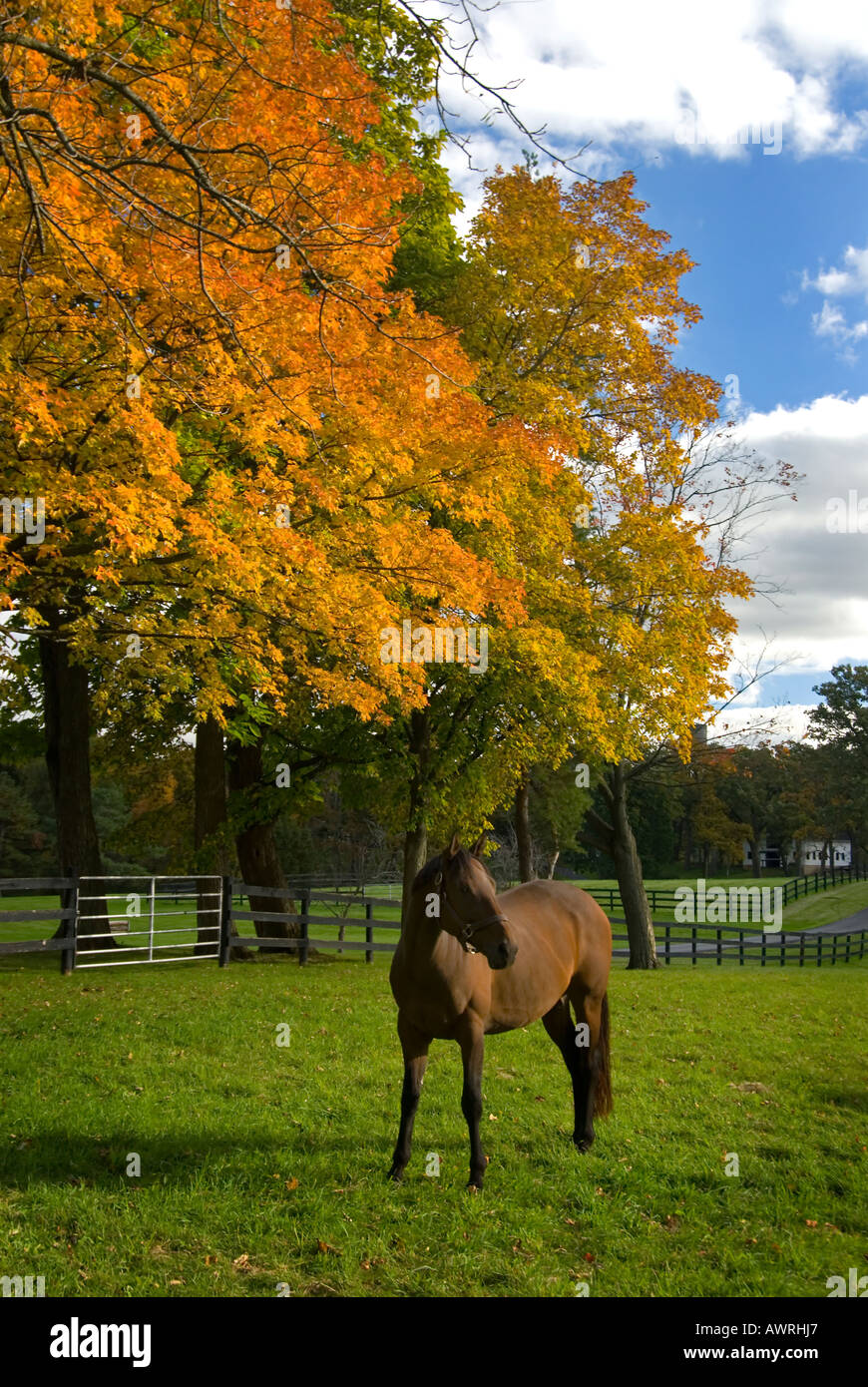 Painting horses pasture hi-res stock photography and images - Alamy