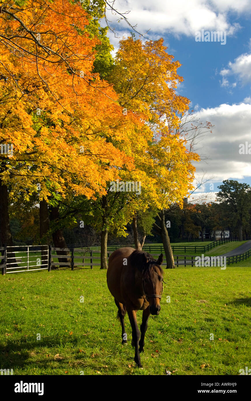 Beautiful horses composition hi-res stock photography and images - Alamy