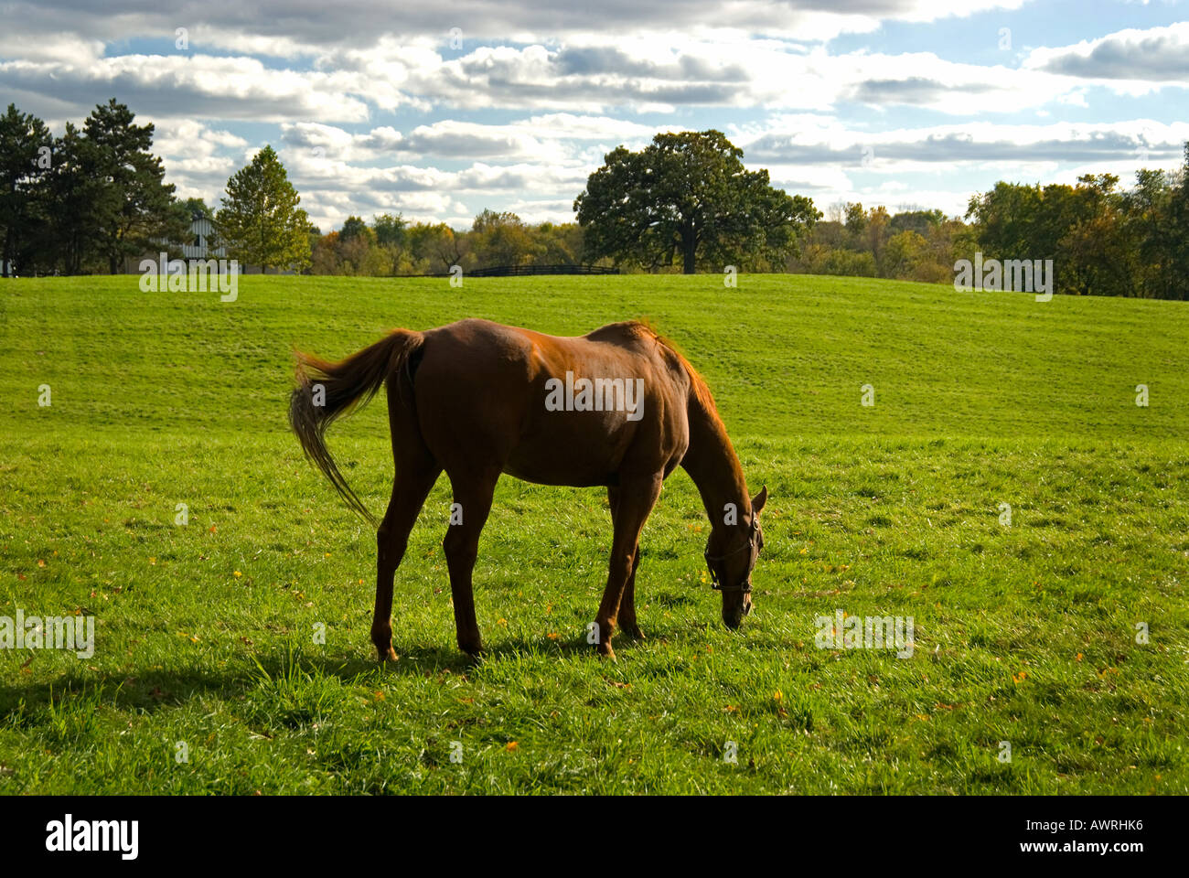 Horse & Pasture Stock Photo - Alamy