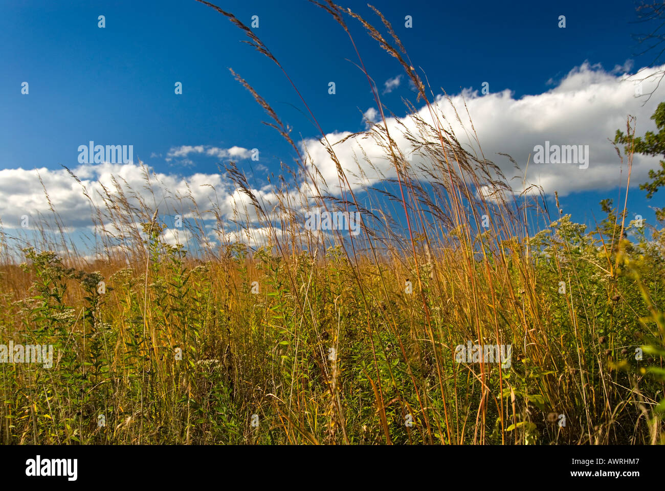 Splendor grass hi-res stock photography and images - Alamy