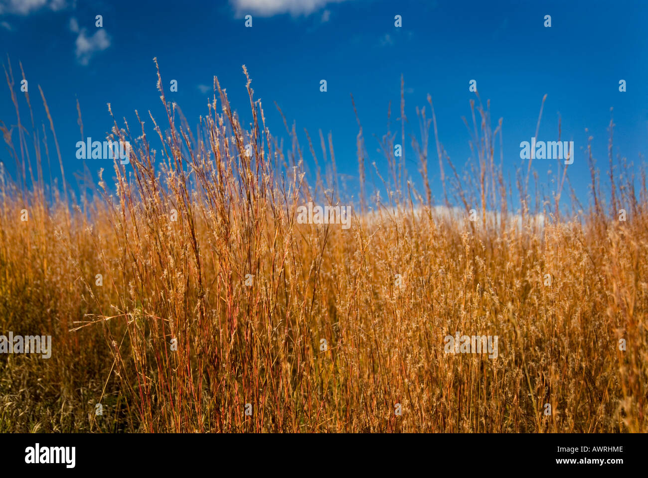 Splendor grass hi-res stock photography and images - Alamy