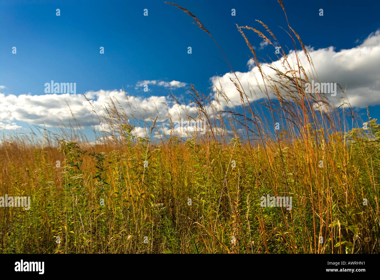 Restore prairie land hi-res stock photography and images - Alamy