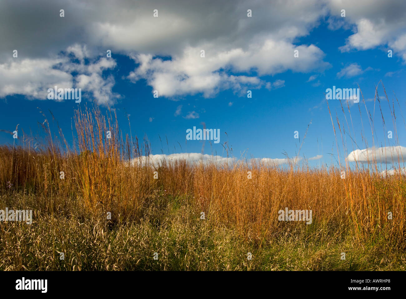 Saw grass prairie hi-res stock photography and images - Alamy