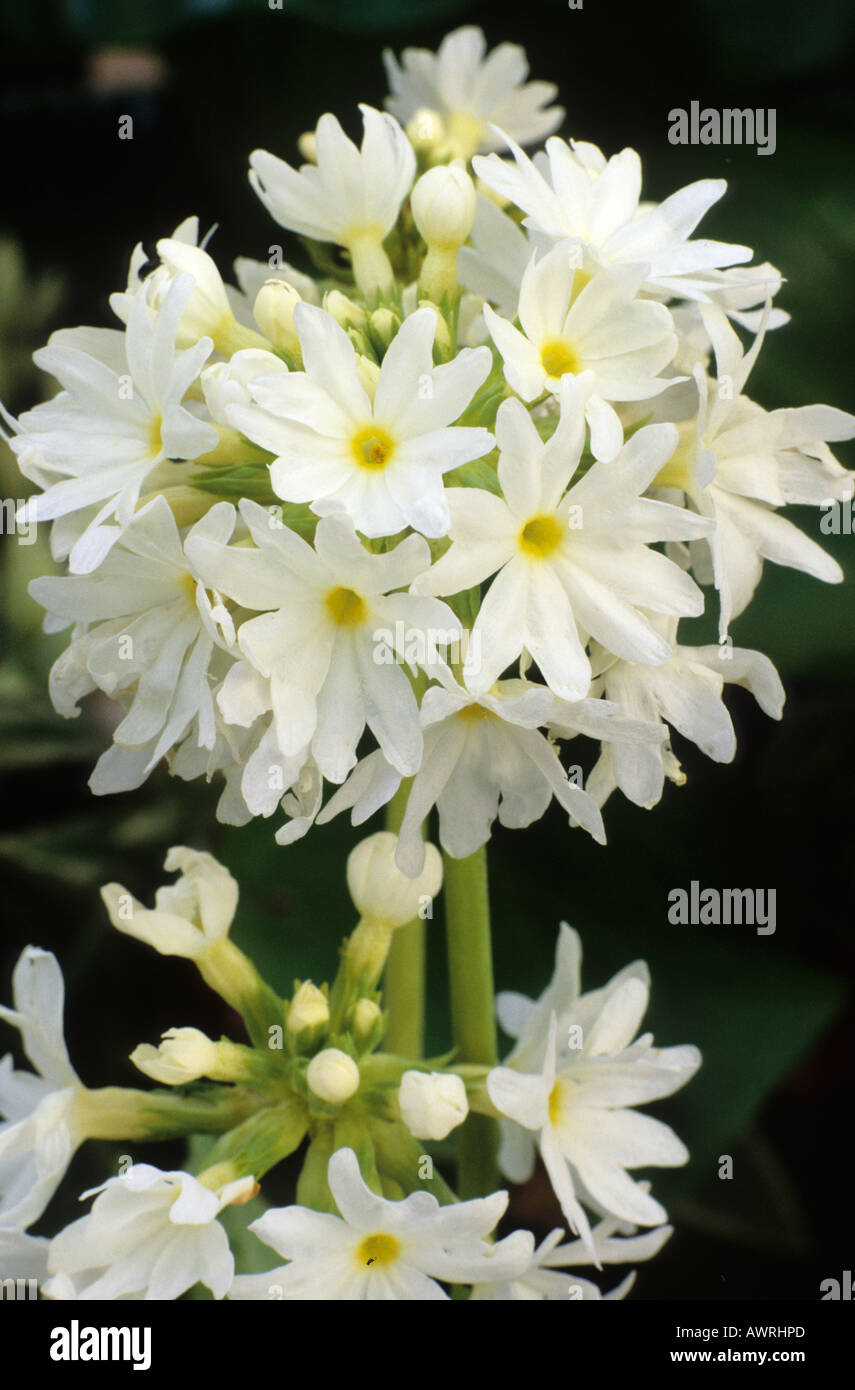Denticulata hi-res stock photography and images - Alamy