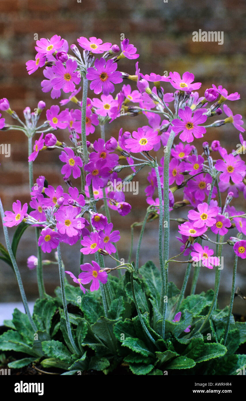 Primula frondosa hi-res stock photography and images - Alamy