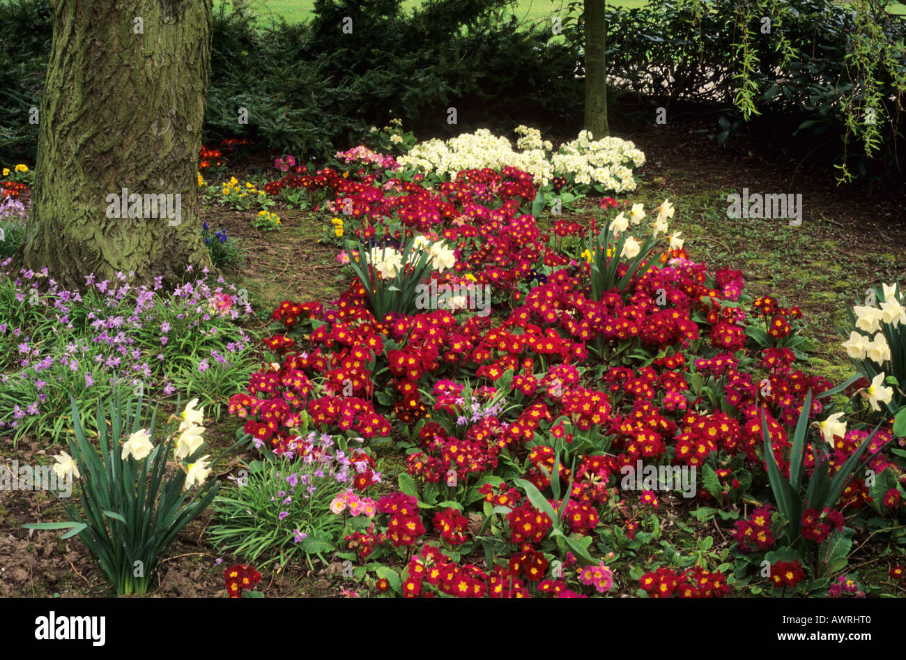 Underplanting tree hi-res stock photography and images - Alamy