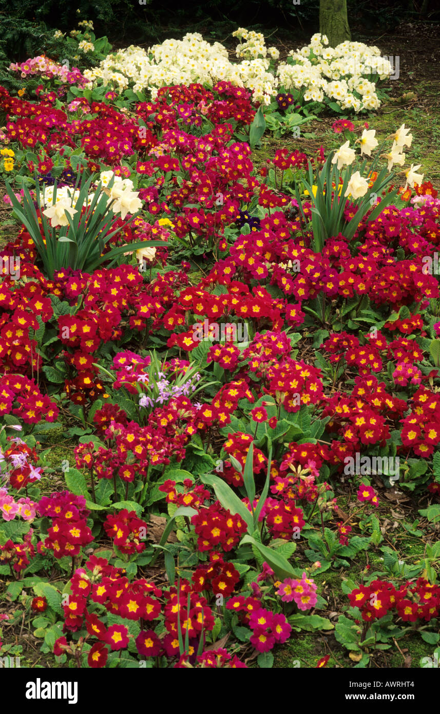 Underplanting tree hi-res stock photography and images - Alamy