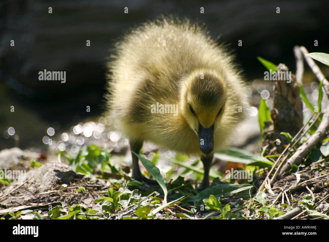Lonely duckling hi-res stock photography and images - Alamy