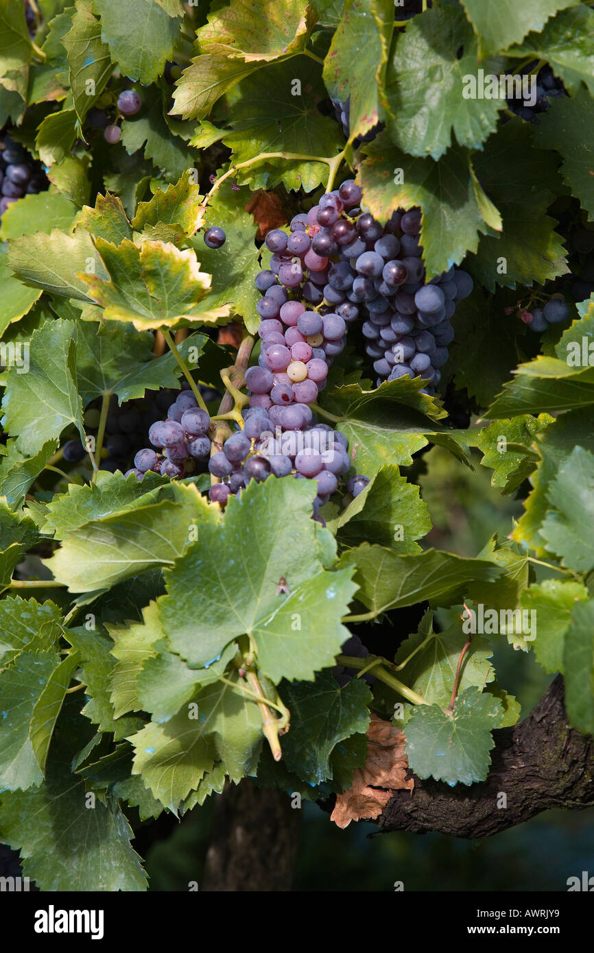 Uva sangiovese hi-res stock photography and images - Alamy
