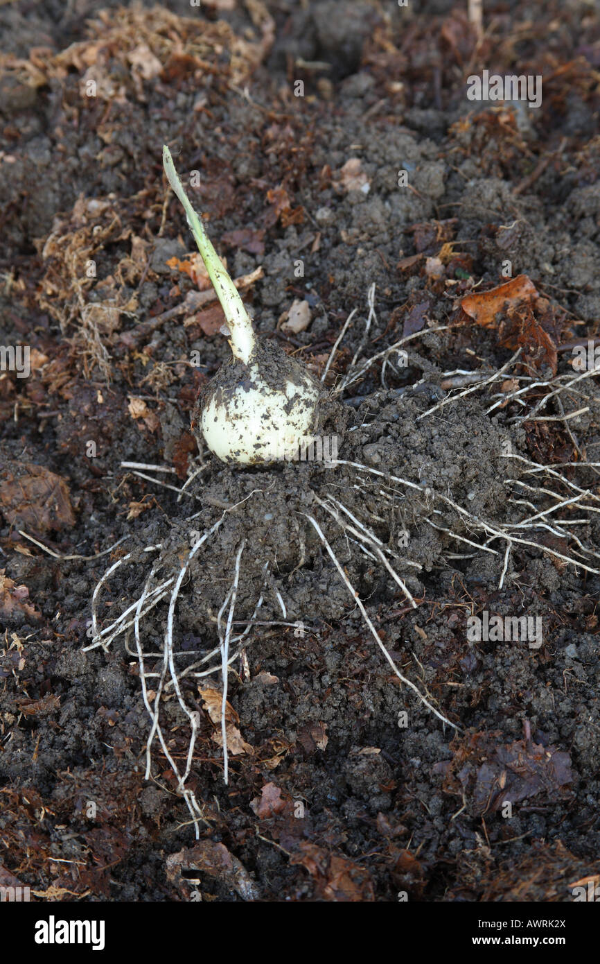Elephant bulb hi-res stock photography and images - Alamy