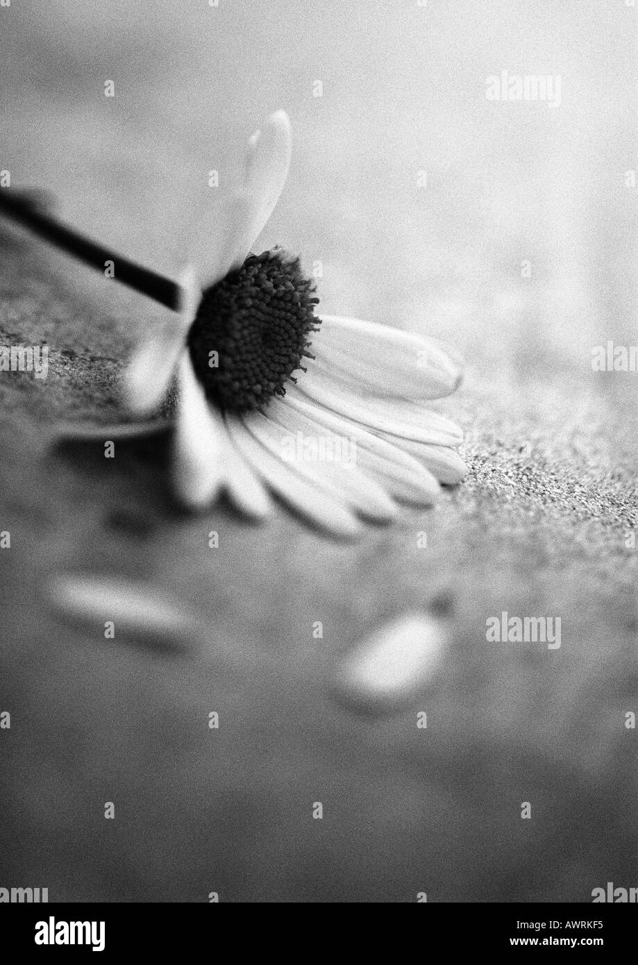 Scattered focus Black and White Stock Photos & Images - Alamy