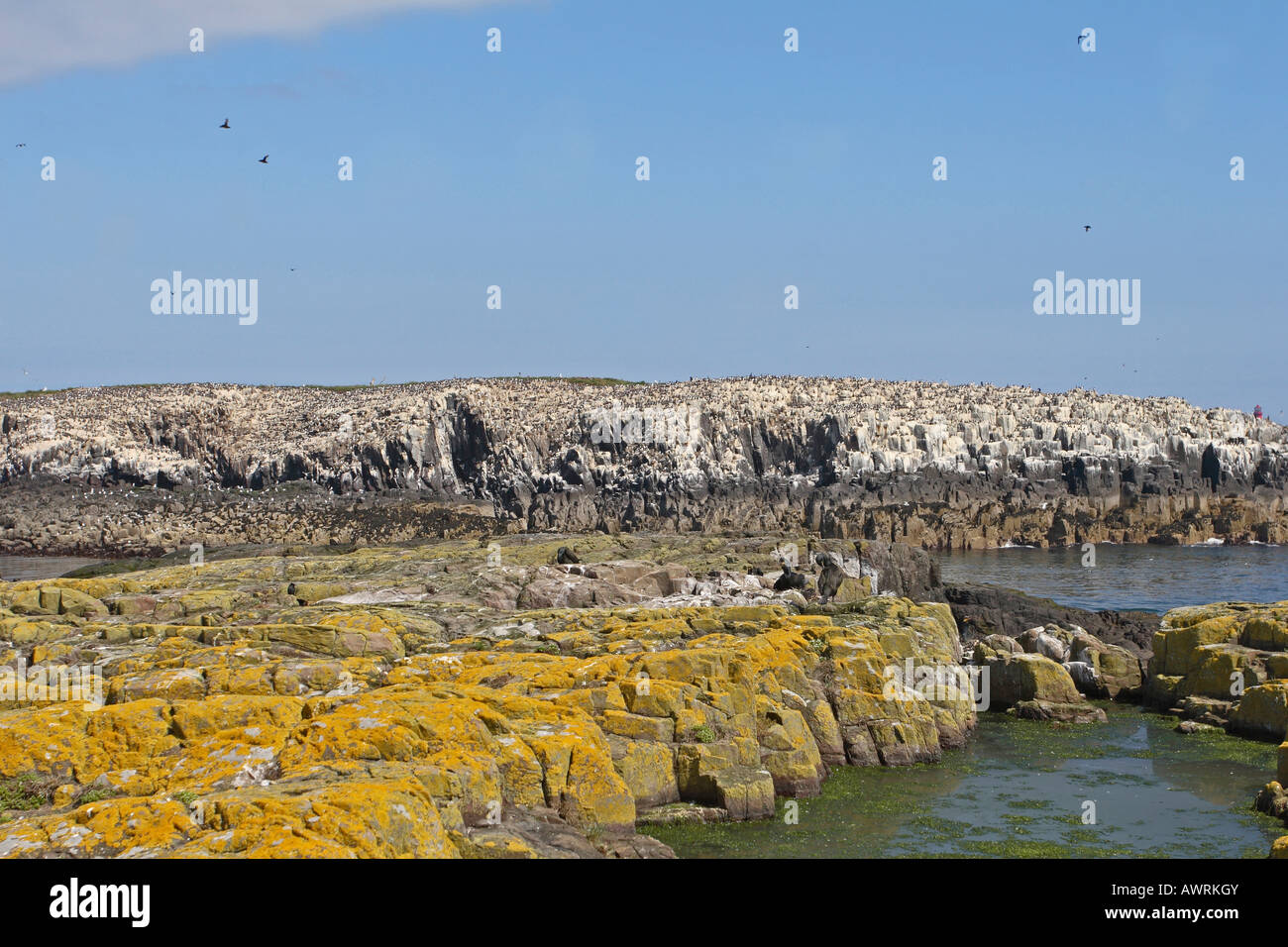 BIRD COLONIES ON FARNE ISLANDS Stock Photo - Alamy