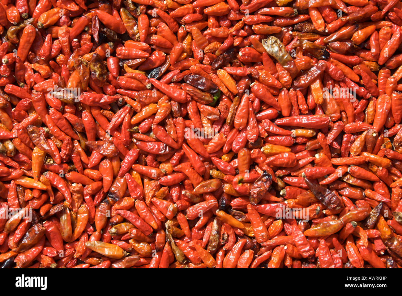 Red chillies drying in sun Northern Thailand Stock Photo - Alamy