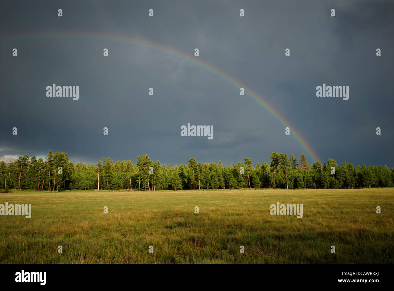 Summer rainbow forms over the prairie during a rain storm in Coconino ...