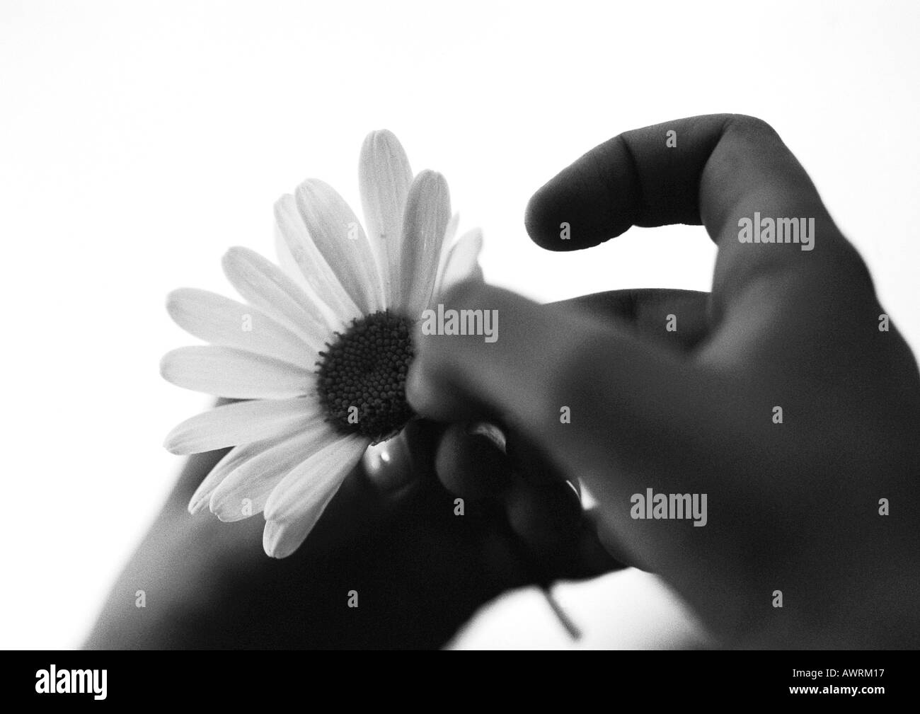 Hands pulling petals from flower, close-up, b&w Stock Photo - Alamy