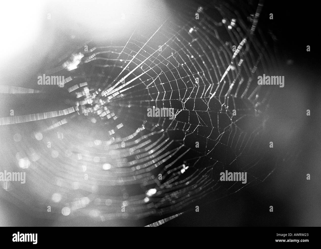 Spider web, close-up, b&w Stock Photo - Alamy