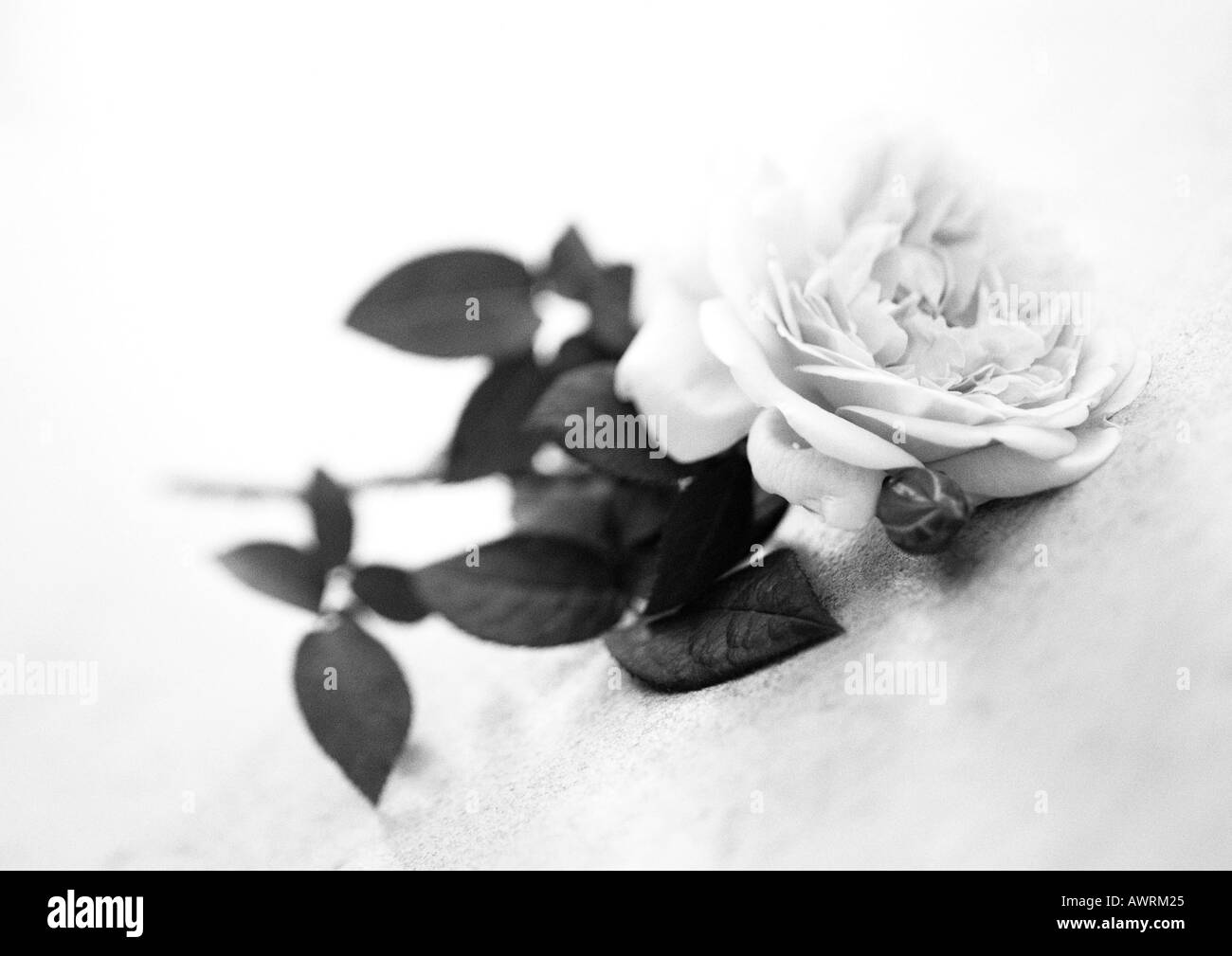 Giving a rose Black and White Stock Photos & Images - Alamy