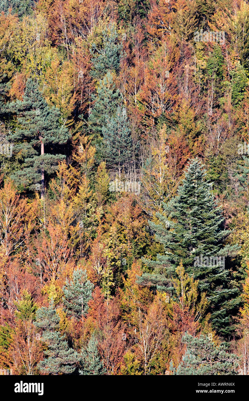 Forest at autumn, Selva de Irati, Navarra, Spain Stock Photo - Alamy