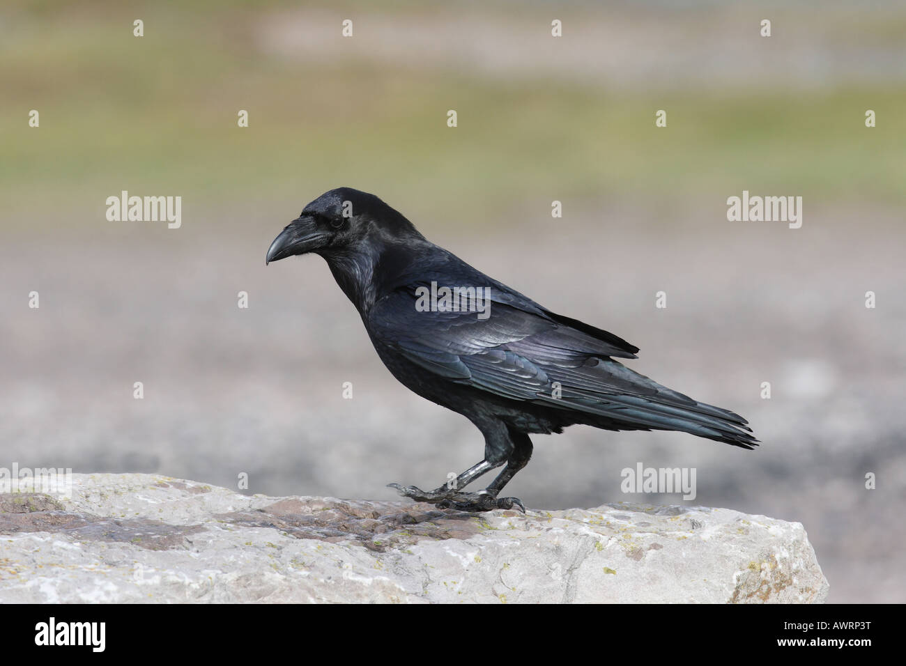CORVUS CORAX STANDING ON ROCK SIDE VIEW Stock Photo - Alamy