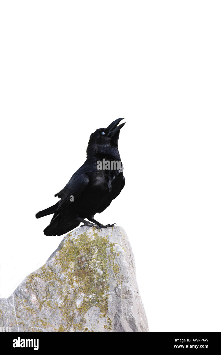 Raven attack hi-res stock photography and images - Alamy
