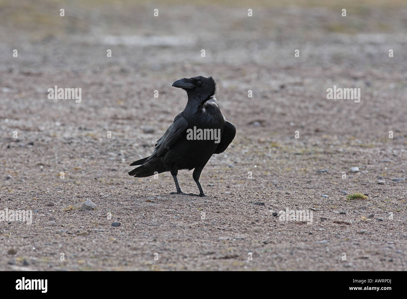 RAVEN CORVUS CORAX STANDING ON GROUND FRONT VIEW Stock Photo - Alamy