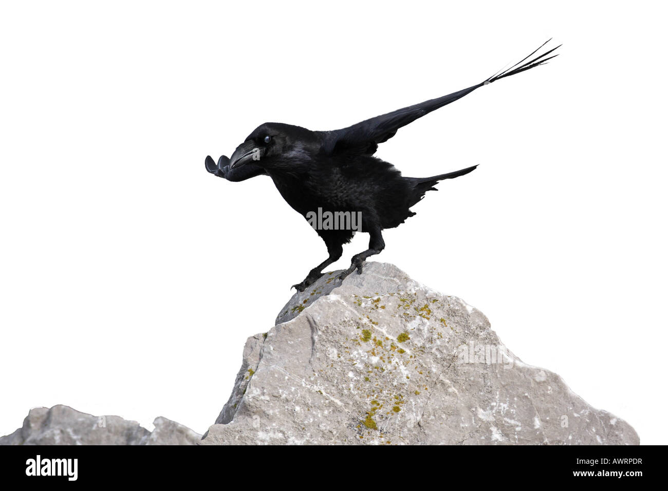 Raven corvus corax taking hi-res stock photography and images - Alamy