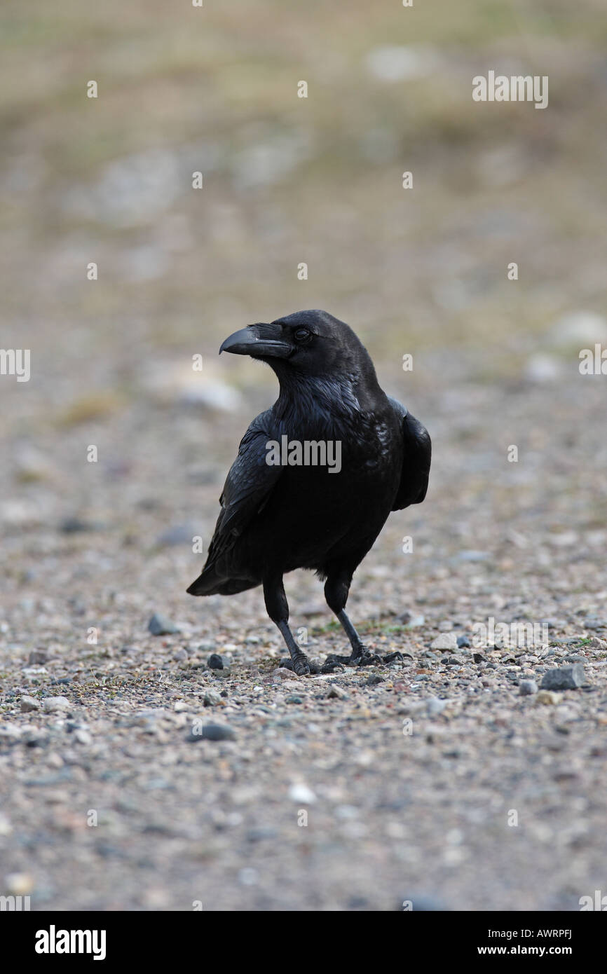 RAVEN CORVUS CORAX STANDING ON GROUND FRONT VIEW Stock Photo - Alamy