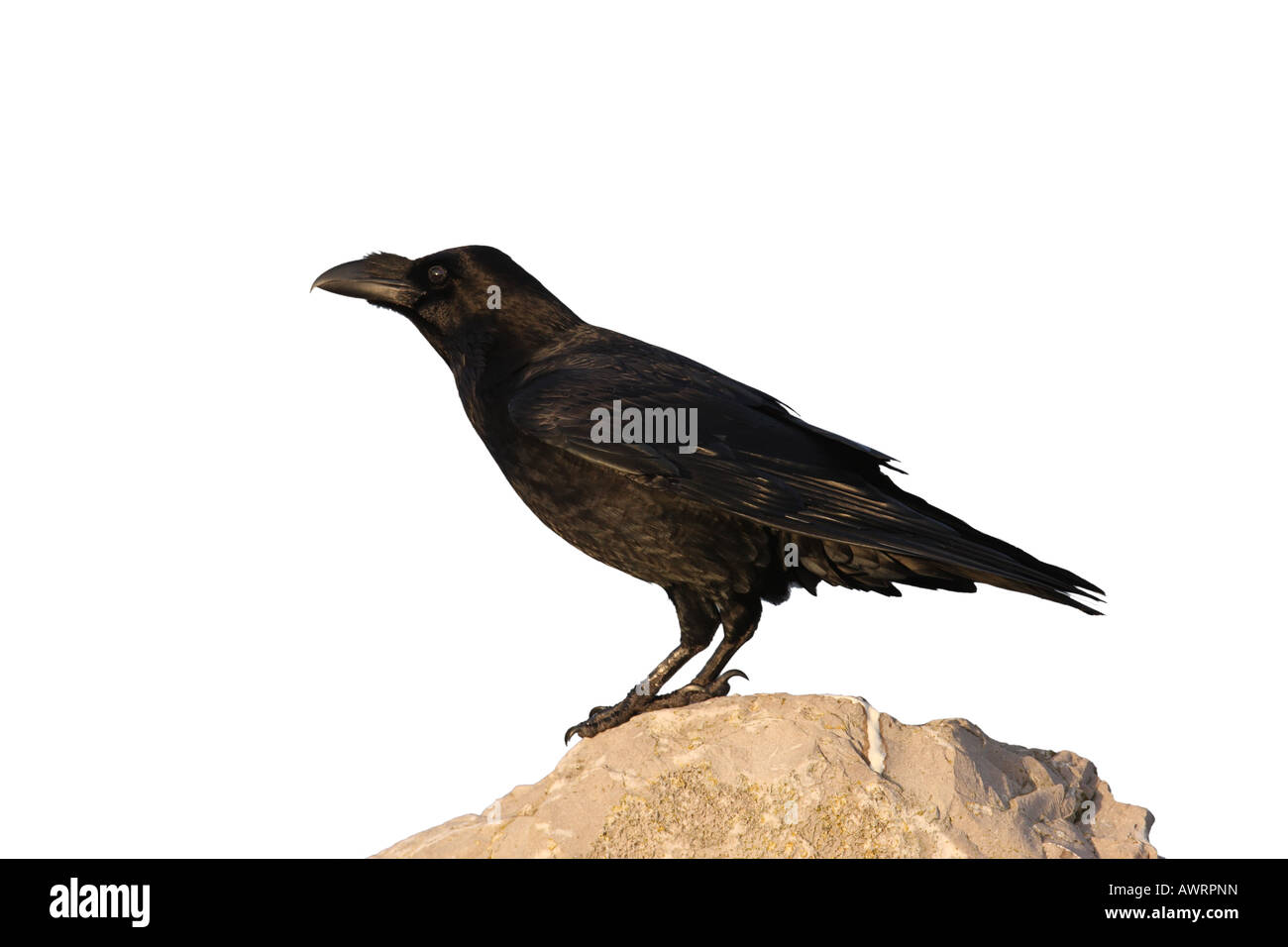 RAVEN CORVUS CORAX STANDING ON ROCK SIDE VIEW WHITE BACKGROUND Stock ...