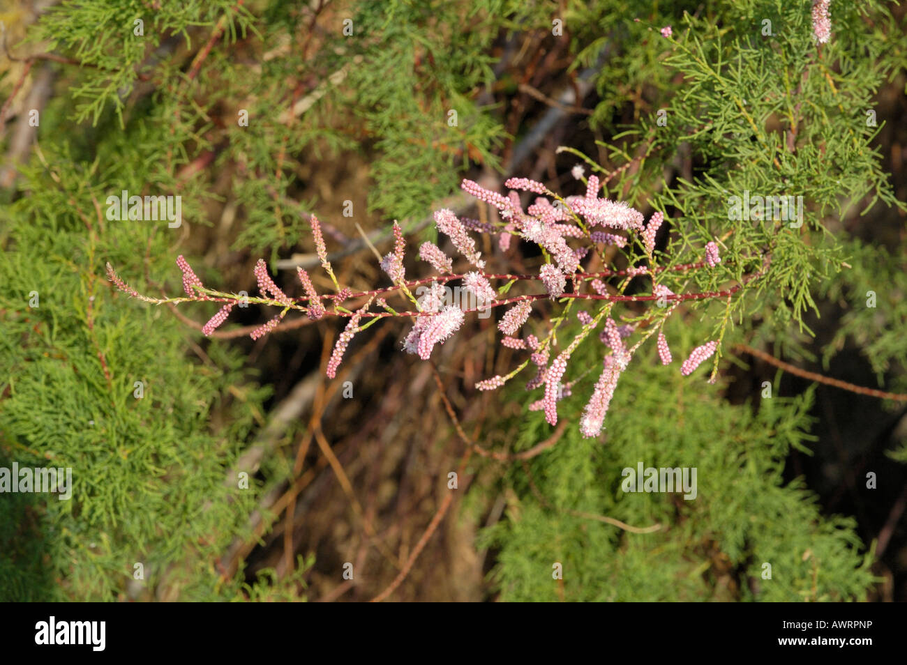 Tamarisk tamarix gallica hi-res stock photography and images - Alamy
