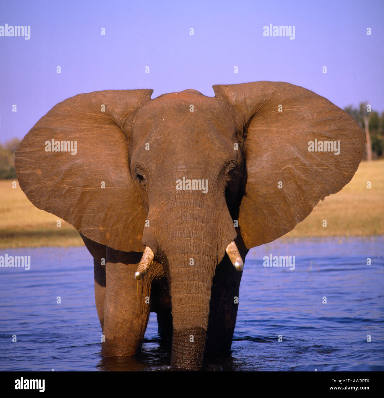 Extended head hi-res stock photography and images - Alamy