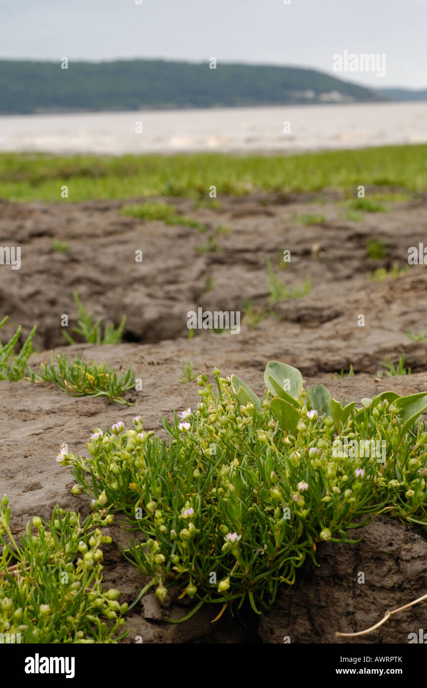 Greater Sea spurrey, Spergularia media Stock Photo - Alamy