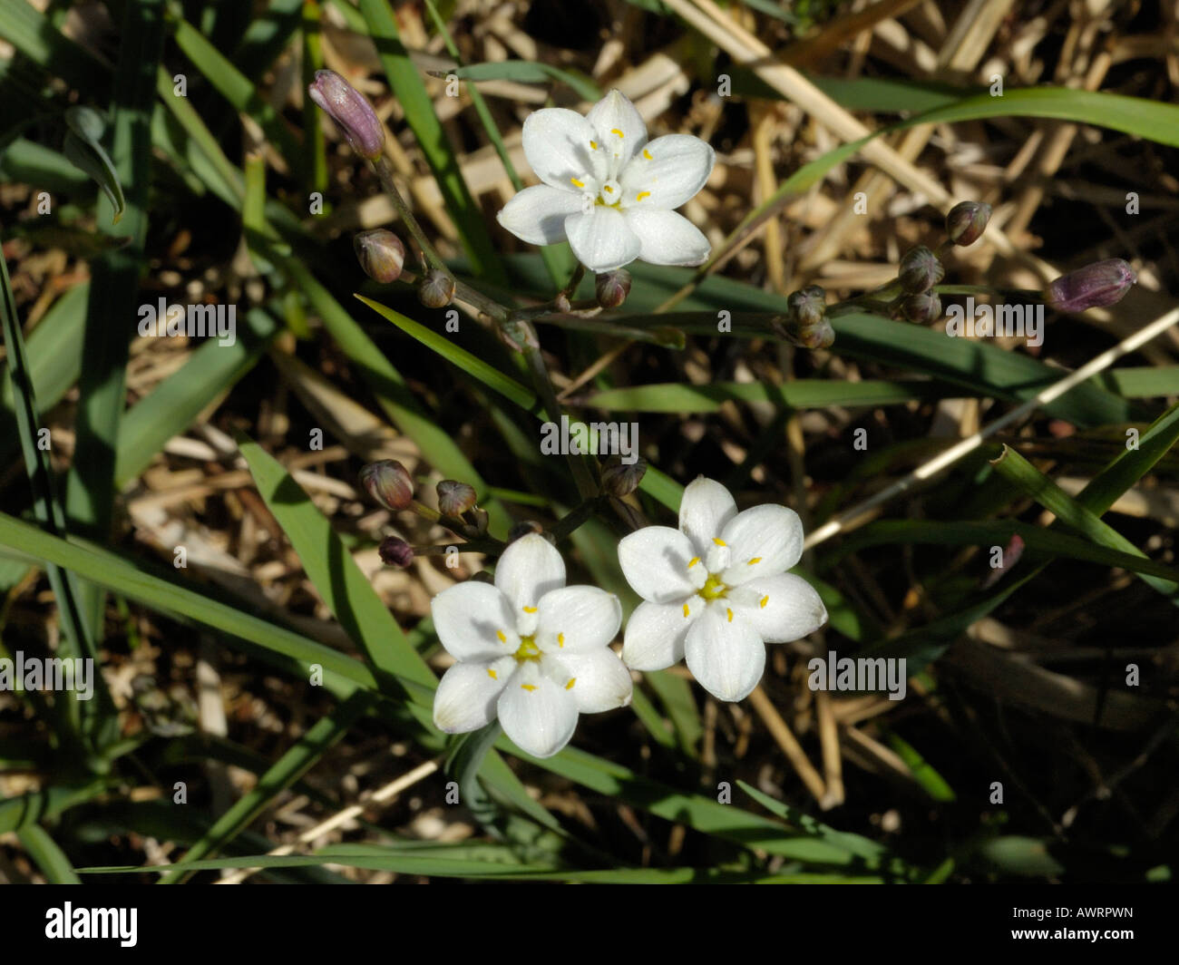 Kerry Lily, Simethis mattiazzii Stock Photo - Alamy