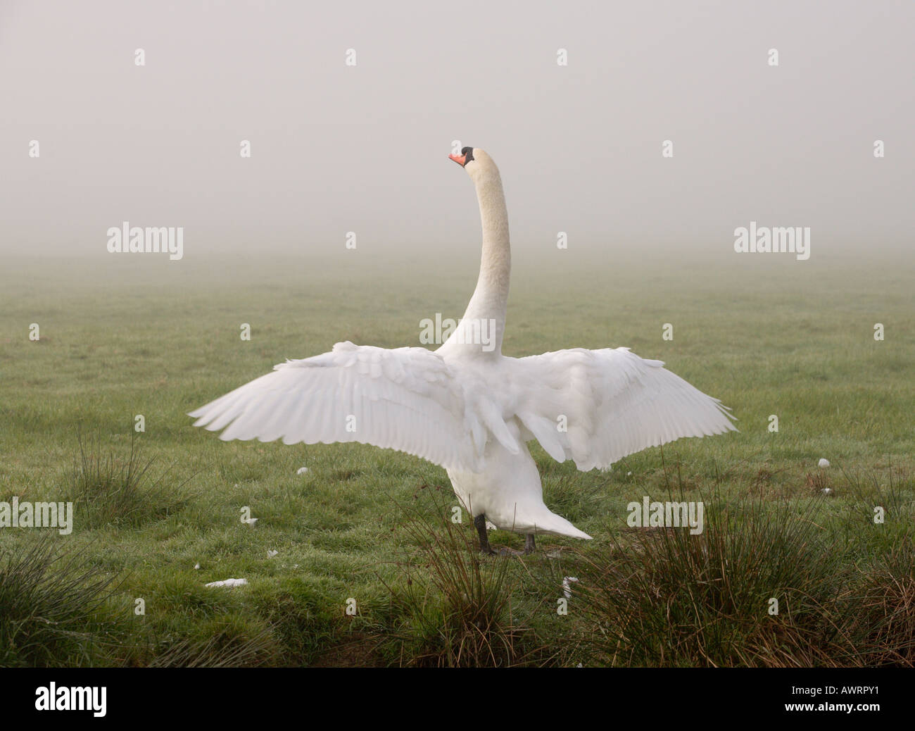 Devon field black and white man hi-res stock photography and images - Alamy