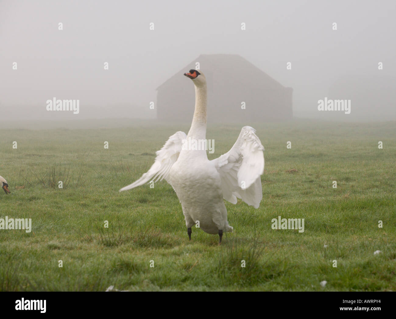Front view of a majestic white swan spreading its massive wings ...
