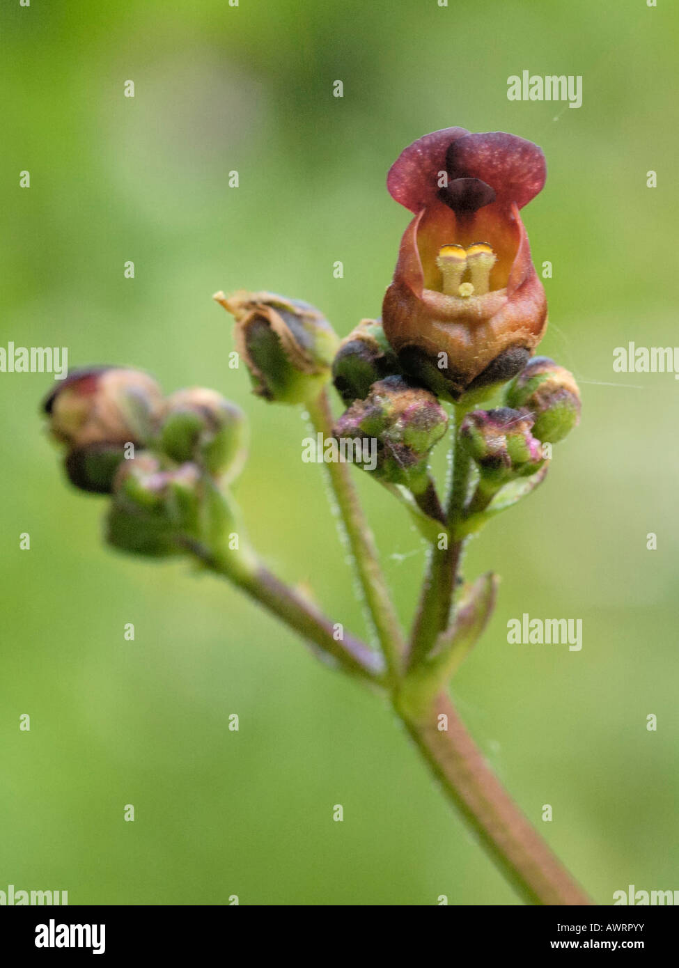 Water figwort hi-res stock photography and images - Alamy