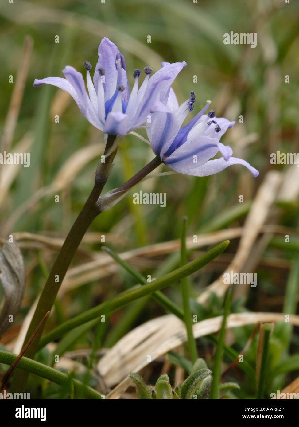 Scilla verna hi-res stock photography and images - Alamy