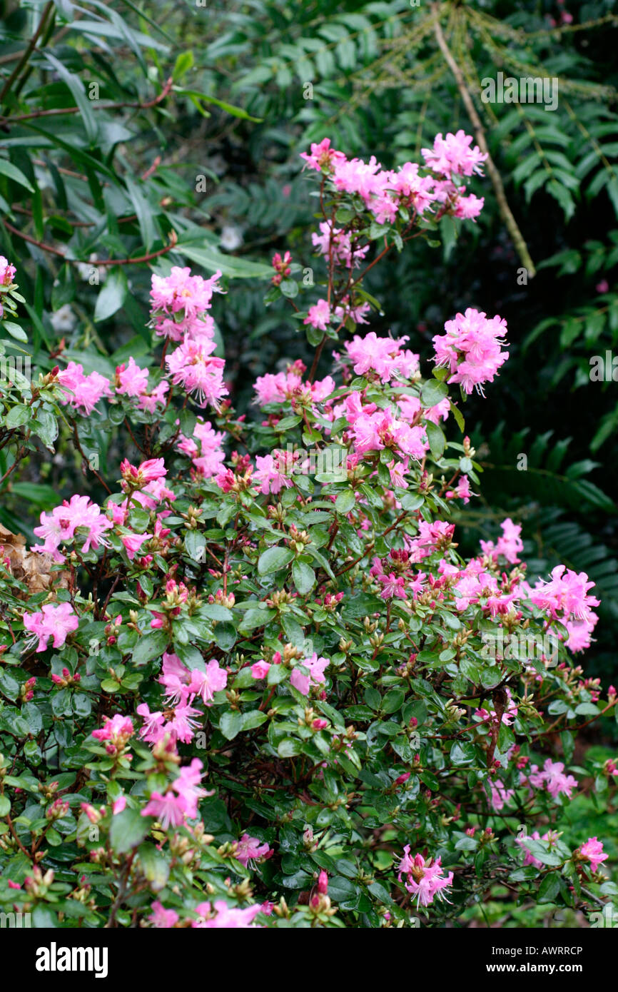 RHODODENDRON ANNA BALDSIEFEN Stock Photo - Alamy