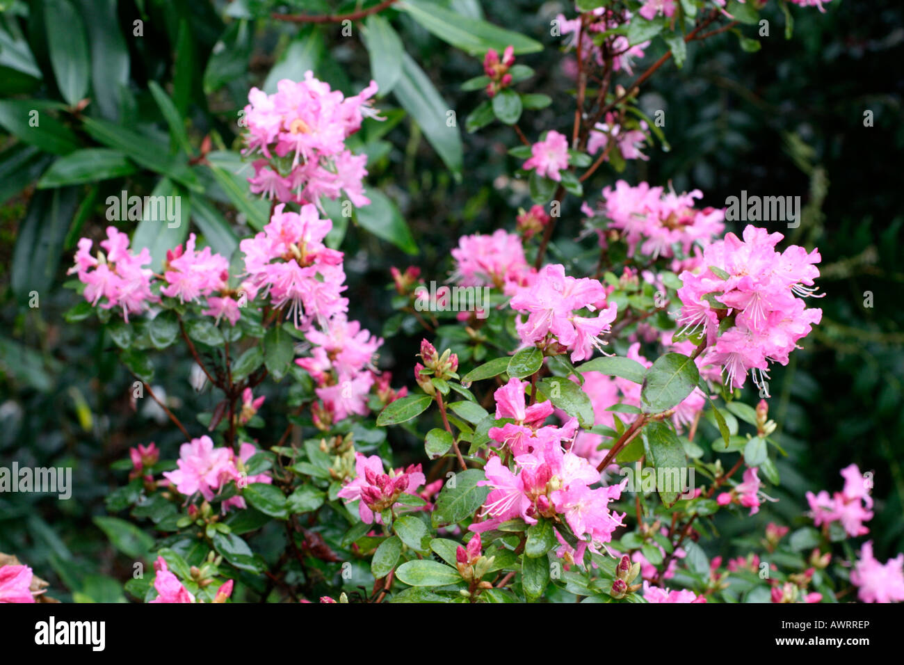 RHODODENDRON ANNA BALDSIEFEN Stock Photo - Alamy