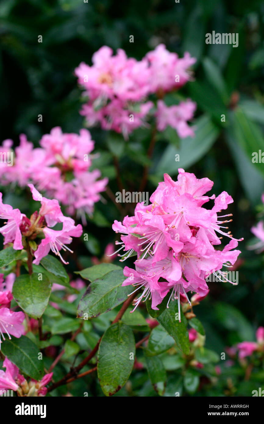 RHODODENDRON ANNA BALDSIEFEN Stock Photo - Alamy